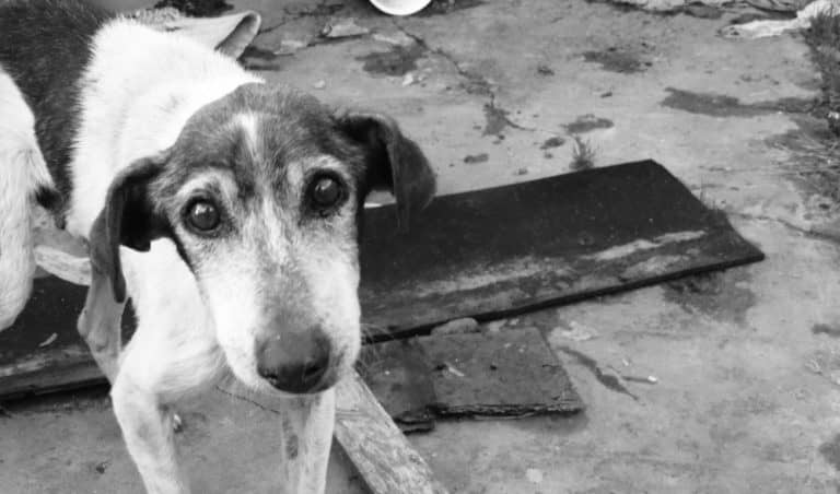 Modèle de contrat de vente d'un chien à télécharger